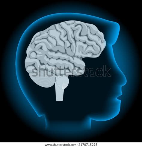 Human Body Anatomy Brain Neocortex Xray เวกเตอรสตอก ปลอดคาลขสทธ Shutterstock