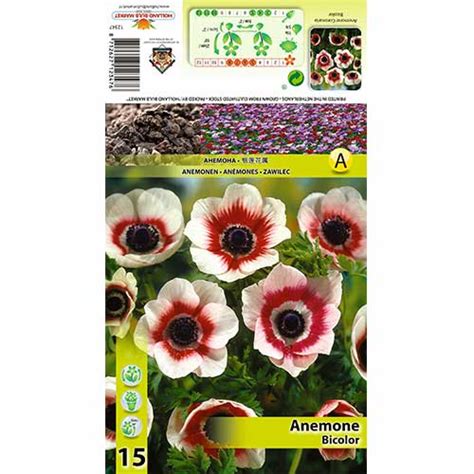 Анемония Bicolor (70334): купувайте по поща в България | онлайн магазин ...