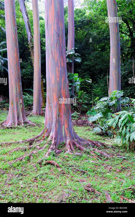 Colorful Eucalyptus Tree Trunks In Keahua Arboretum Maui Hawaii Stock