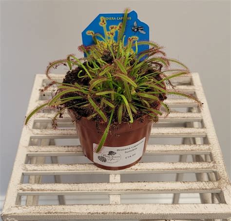 Drosera Capensis Red Form Plant Room By Sykes