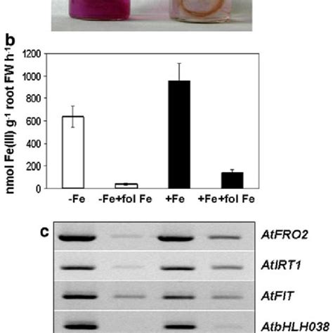 Effect Of The Foliar Application Of Fe On Ferric Reductase Activity And Download Scientific
