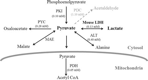 Metabolic Fates Of Pyruvate In A Niger All Enzymes Catalyzing The Download Scientific Diagram