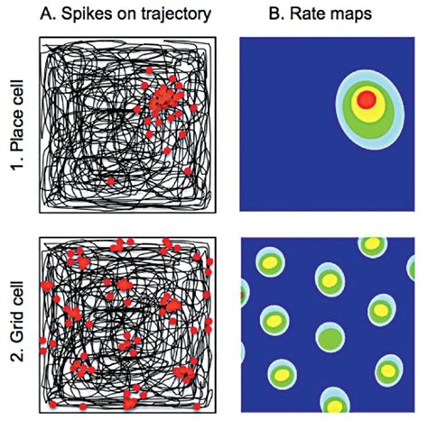 Cognitive Maps And Successor Representations