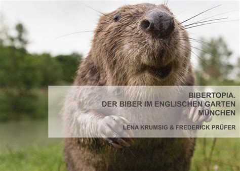 Bibertopia Der Biber Im Englischen Garten München Rein