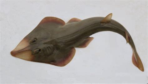 Shovelnose Guitarfish Mexican
