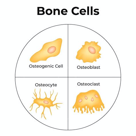Premium Vector Bone Cells Osteogenic Cells Osteoblast Osteocyte