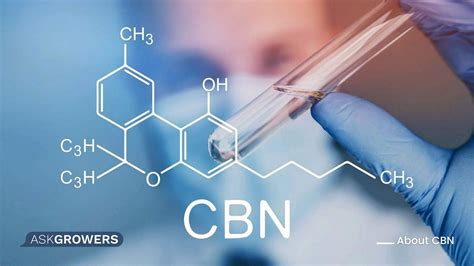 What Is Cbn Cannabinoid Askgrowers