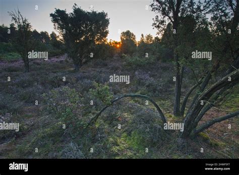 Common Juniper Juniperus Communis Sunrise In Juniper Grove Emsland Lower Saxony Germany