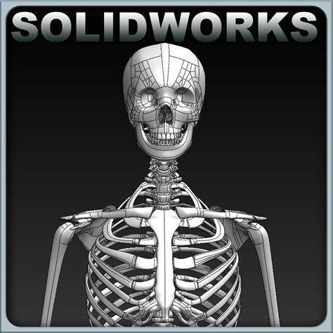 3d 3dm Solidworks Skeleton