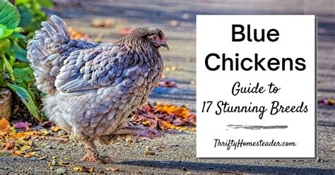 Rare Blue Chicken Breeds Murray Mcmurray Hatchery Rare Breed Special