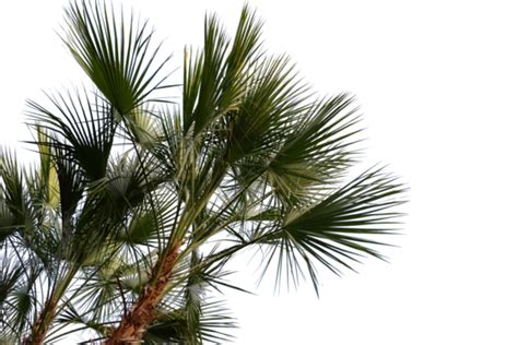 Tree Top View PNGs For Free Download