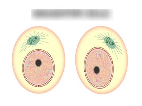 Cytokinesis Diagram Quizlet