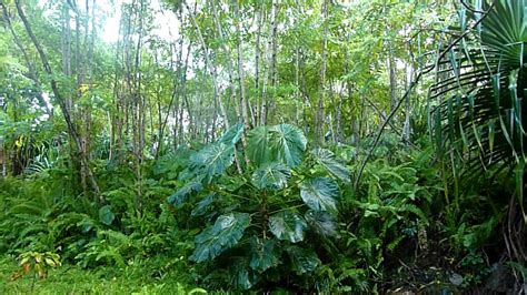 Raining In The Jungle YouTube