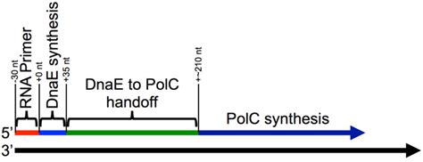 Diagram Of Rna Primer Extension By The Bsu Replicase When Both