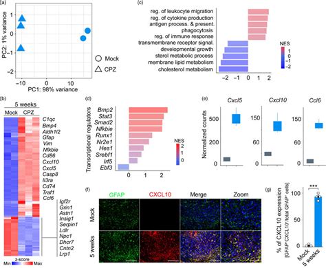 Astrocytes Are Mediators Of Inflammatory Signaling In Cuprizone Induced Download Scientific