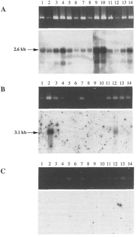 Figure 2 From Prediction Of The Coding Sequences Of Unidentified Human