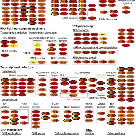 BioID Proximity Labeling Reveals Known And Novel AR Associated Download Scientific Diagram