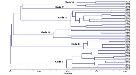 Dendrogram On The Basis Of Morphological And Cultural Variability Of 45 Download Scientific
