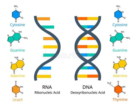 Comparison Of Rna Or Ribonucleic Acid To Dna Or Deoxyribonucleic Acid Stock Vector