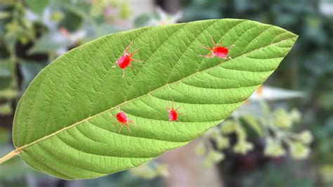 7 Small Red Spiders In House In 2024 Id With Photo