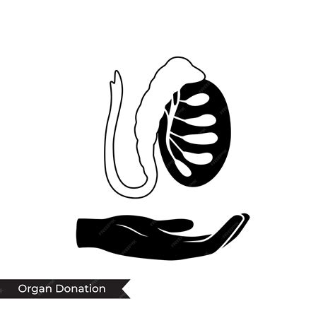 Premium Vector Male Reproductive System Vector Illustration