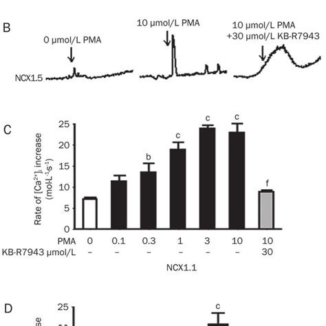 Effects Of Pka Activator 8 Br Camp On Ncx Reverse Activity In Ncx1 1 Download Scientific