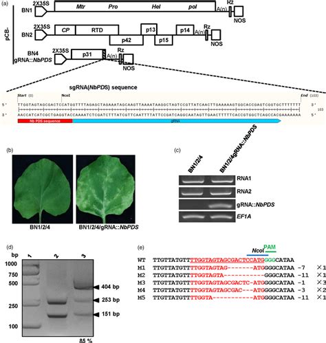 Bnyvv‐based Genome Editing Using The Crisprcas9 System In Download Scientific Diagram