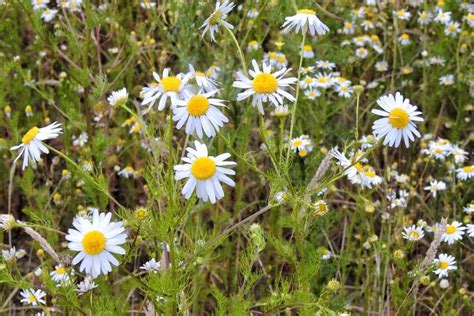 무료 사진 잔디 여름 식물 카모마일 필드 꽃 자연 초원 야생화