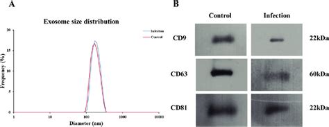 Characterization Of The Exosomes A Size Distribution Of The