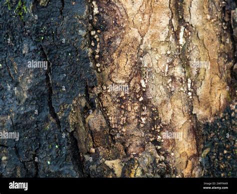 Background From Wet Tree Bark Dark Bark Uneven Natural Background