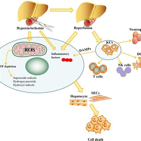 Hepatic Ischaemiareperfusion Results In Liver Injury Via Activation Of