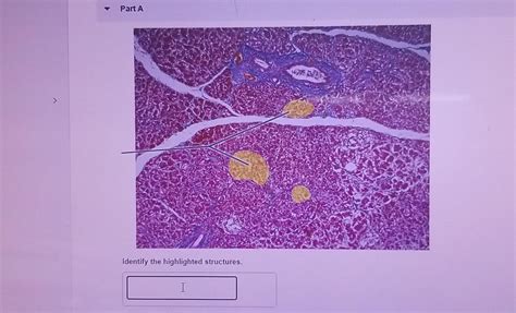 Solved Part A Identify The Highlighted Structures I