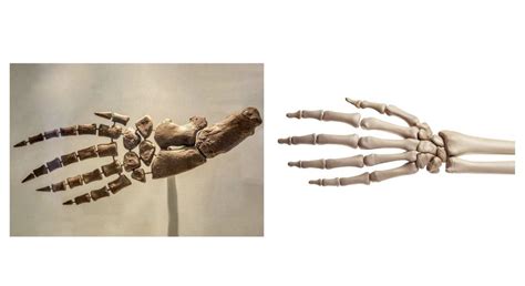 Bone Structure Of A Dolphin Fin Compared To A Human Hand R Boostreet