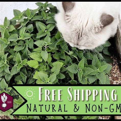 seeds etsy