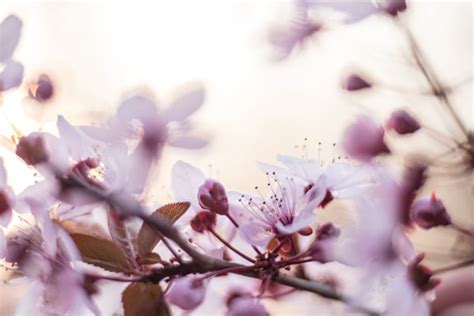 Cseresznyefa Virága 52 Vászonkép Nyomda