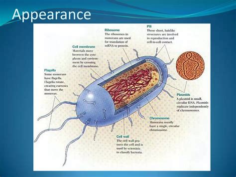11 Classification Of Microbes Pptx Biological Sciences Science
