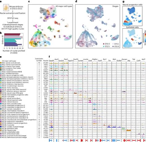 A Single Cell Atlas Of Chromatin Accessibility In Mouse Organogenesis