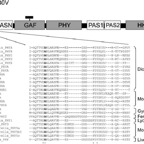 Location Of The Phya 5 Mutation Domains Of Phytochromes Are Shown Not Download Scientific