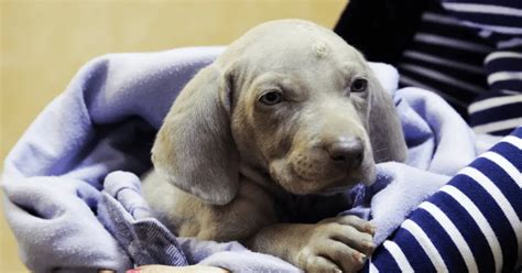 Is Puppy Pyoderma Contagious To Humans