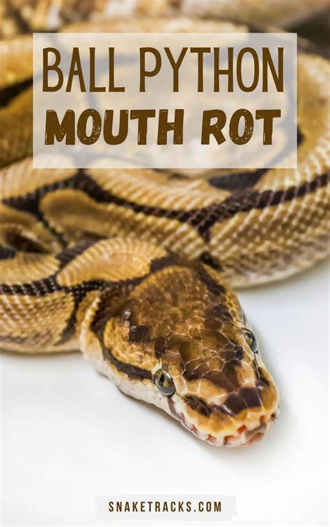 Best Ball Python Substrate Bedding Options Artofit