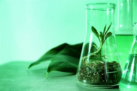 Premium Photo Plant In Flask On Table At Laboratory