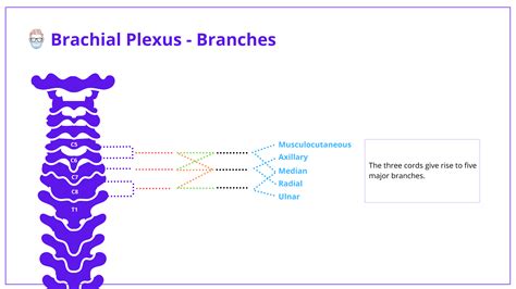 Brachial Plexus Anatomy Roots Trunks Divisions Cords And Branches