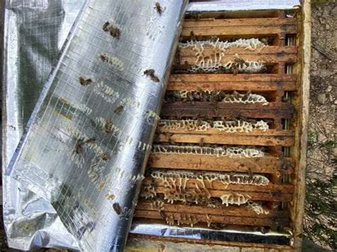 La Ruche Basse Consommation Anercea