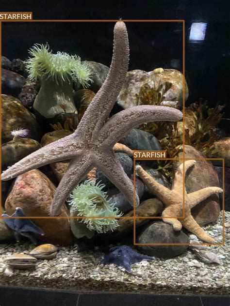 Aquarium Object Detection 1 Project Motivation Assumptions And Exploratory Data Analysis