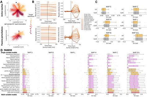 Task Driven Neural Network Models Predict Neural Dynamics Of Proprioception Cell