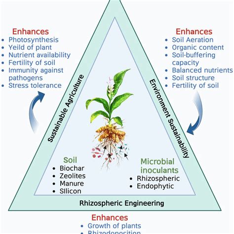 The Major Components Of Rhizosphere Engineering And Their
