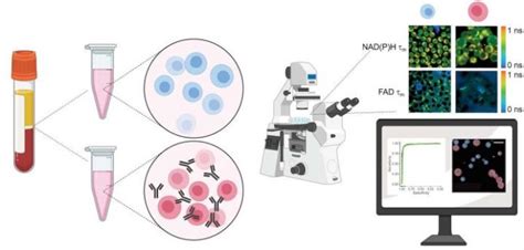 Label Free Autofluorescence Imaging Method Differentiates Between Active And Off Duty T Cells