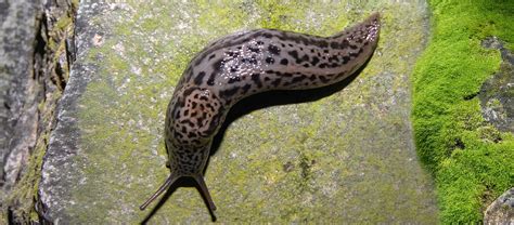The Leopard Slug Critter Science The Leopard Slug Critter Science