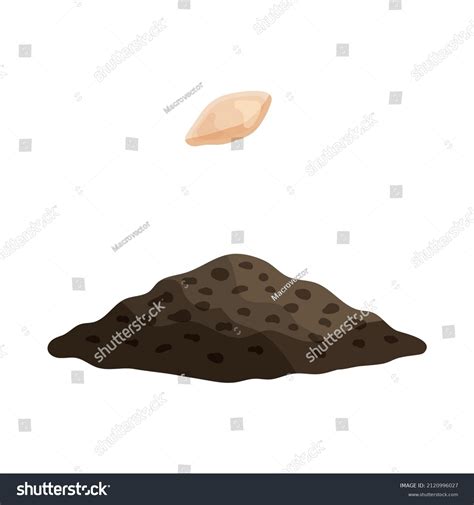 Cucumber Plant Growth Stages Composition Seed Stock Vector Royalty