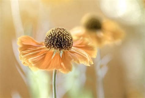 Helenium Planting Flowers Flowers Leaf Flowers